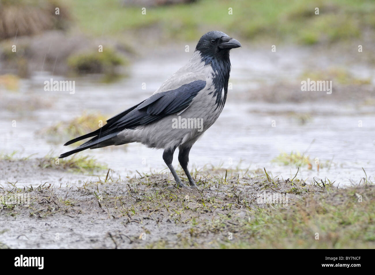 Hooded crow feeding on the ground Stock Photo - Alamy