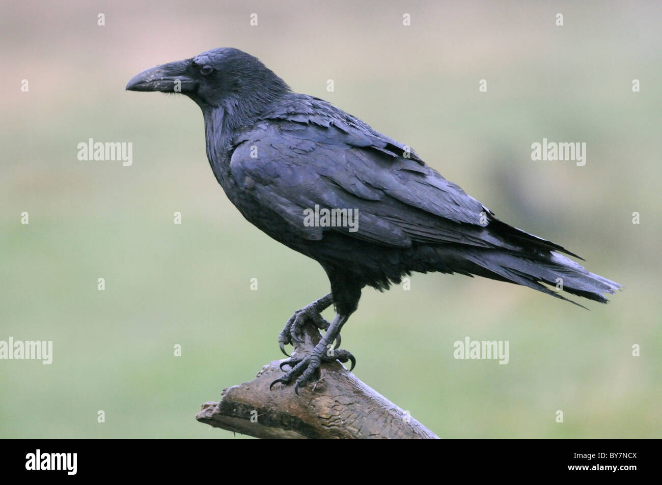Raven is resting on a branch Stock Photo - Alamy