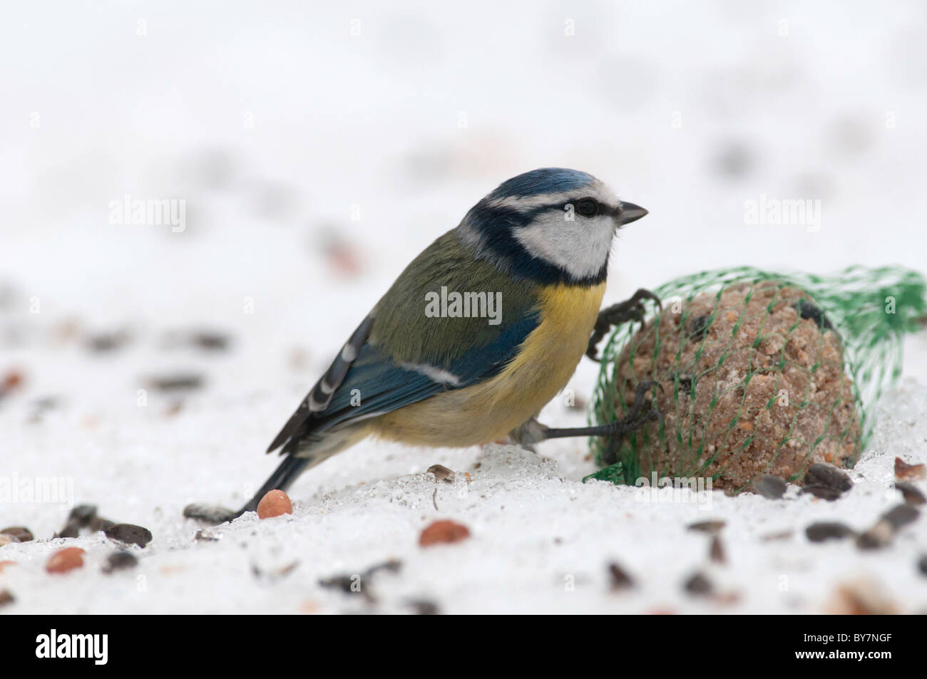 Blue Tit eating tallow Stock Photo - Alamy