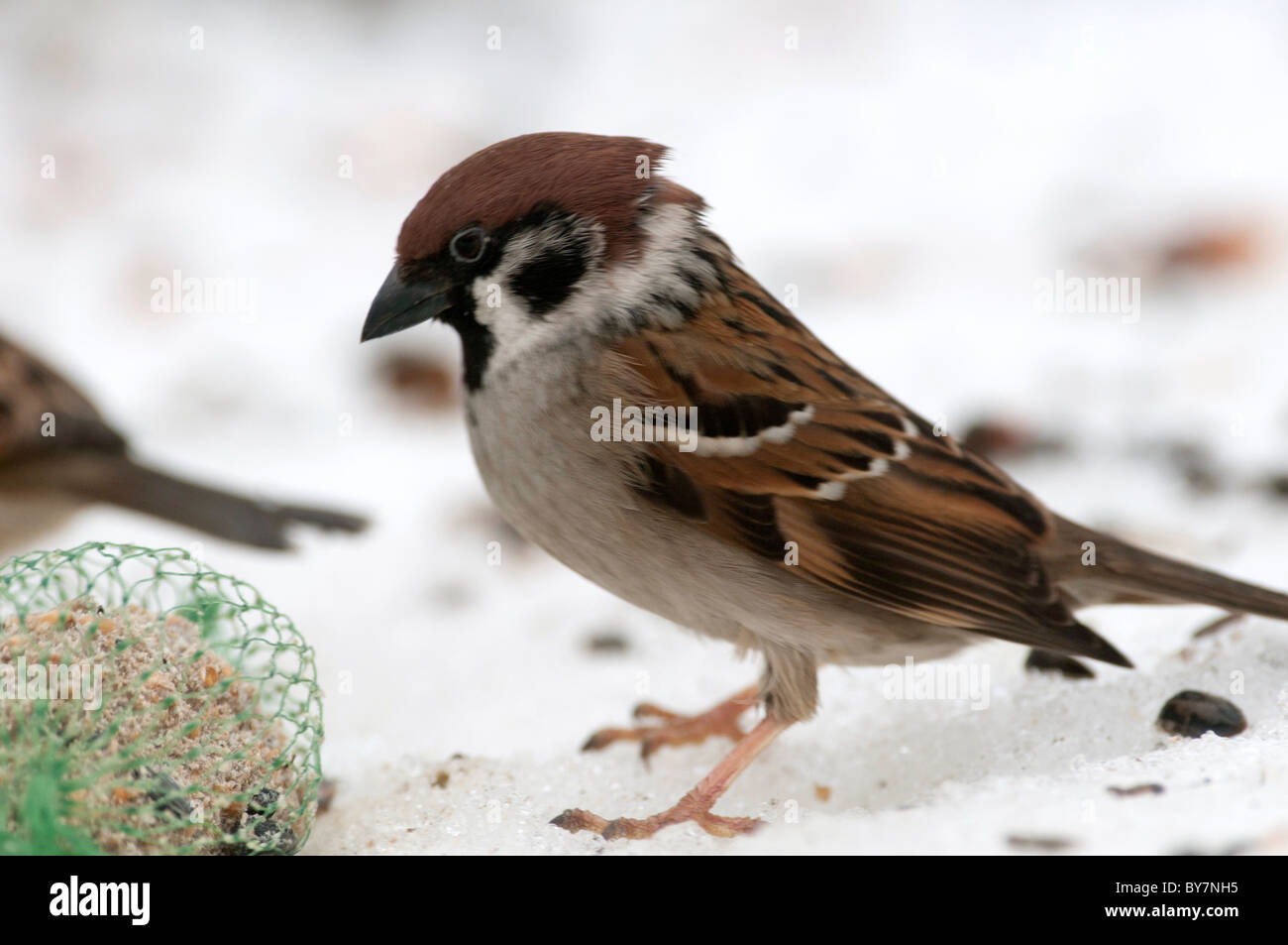 Tree Sparrow with bird food Stock Photo - Alamy