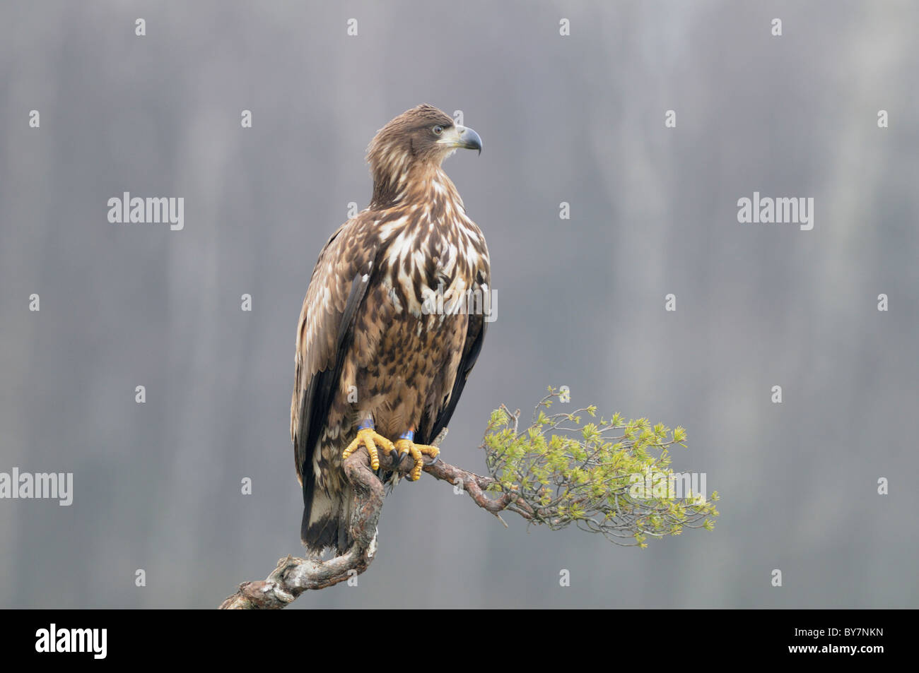 White-tailed eagle resting on a pine tree Stock Photo - Alamy