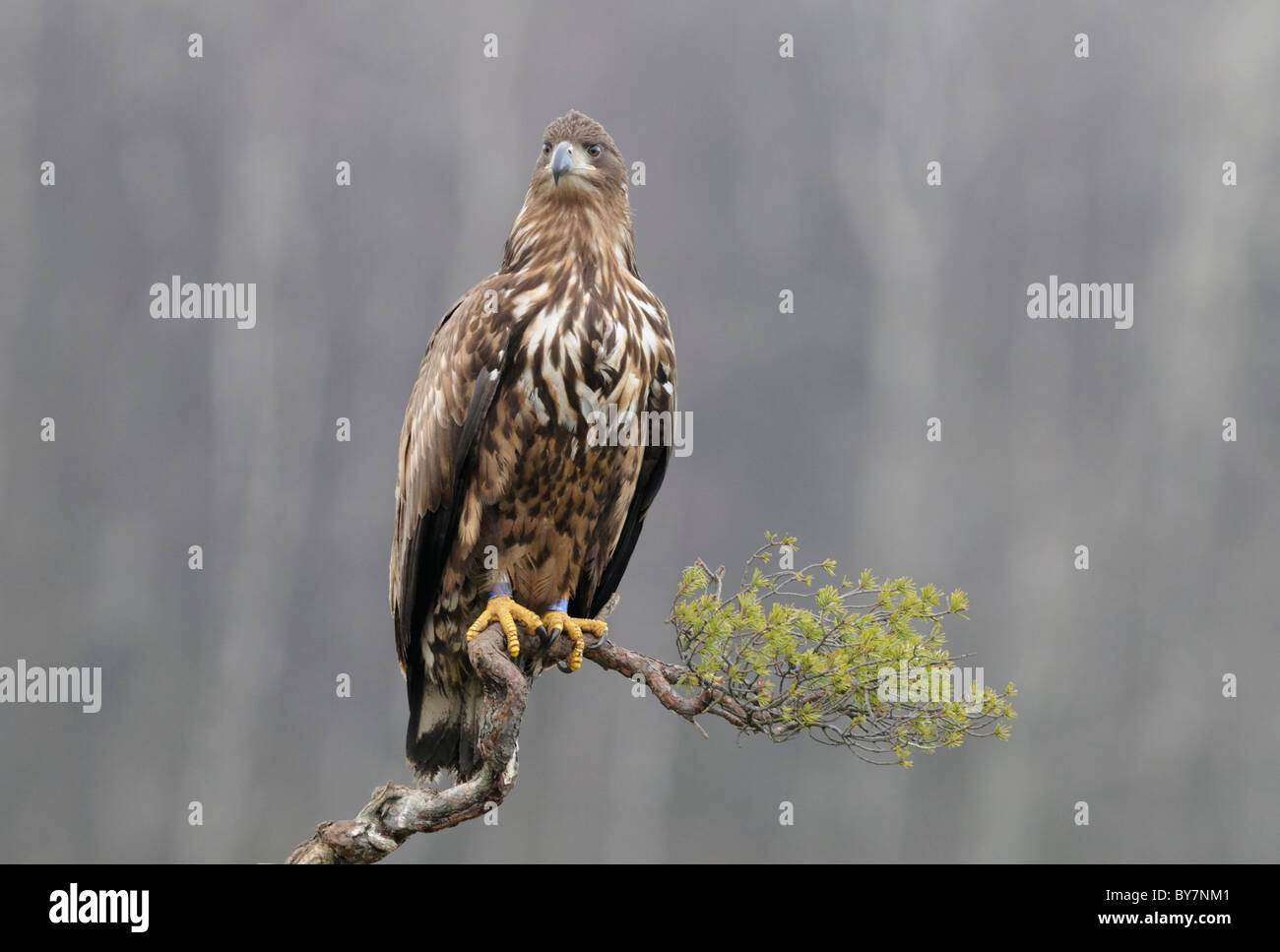 White-tailed eagle resting on a pine tree Stock Photo - Alamy