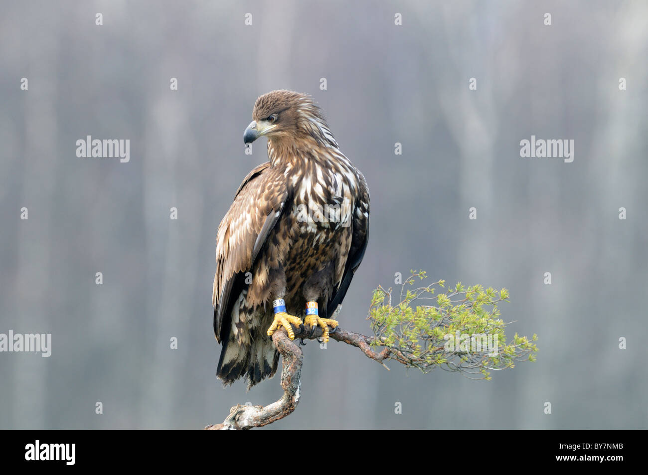 White-tailed eagle resting on a pine tree Stock Photo - Alamy
