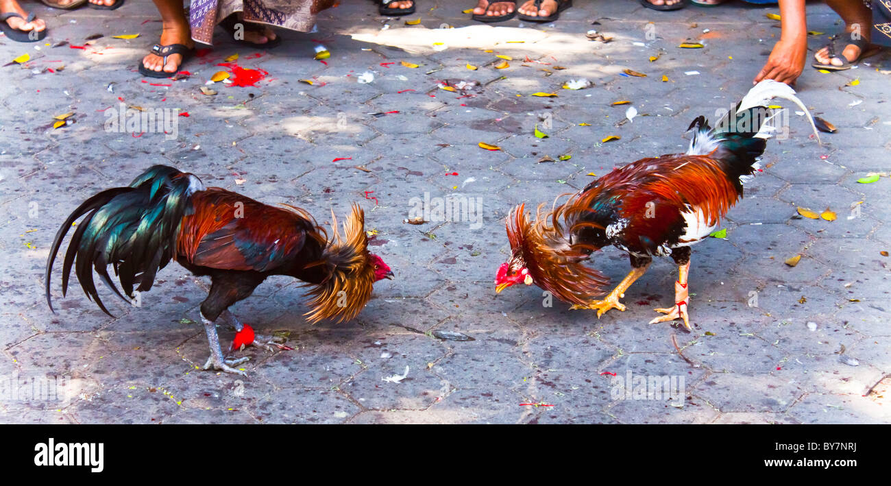 A traditional roosters fight in Bali Stock Photo - Alamy