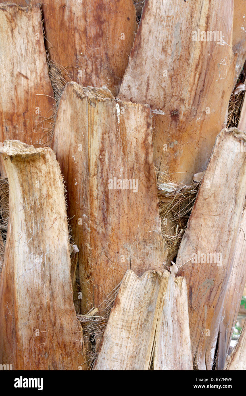 Detail of palm tree trunk, with cut leaf stems Stock Photo - Alamy