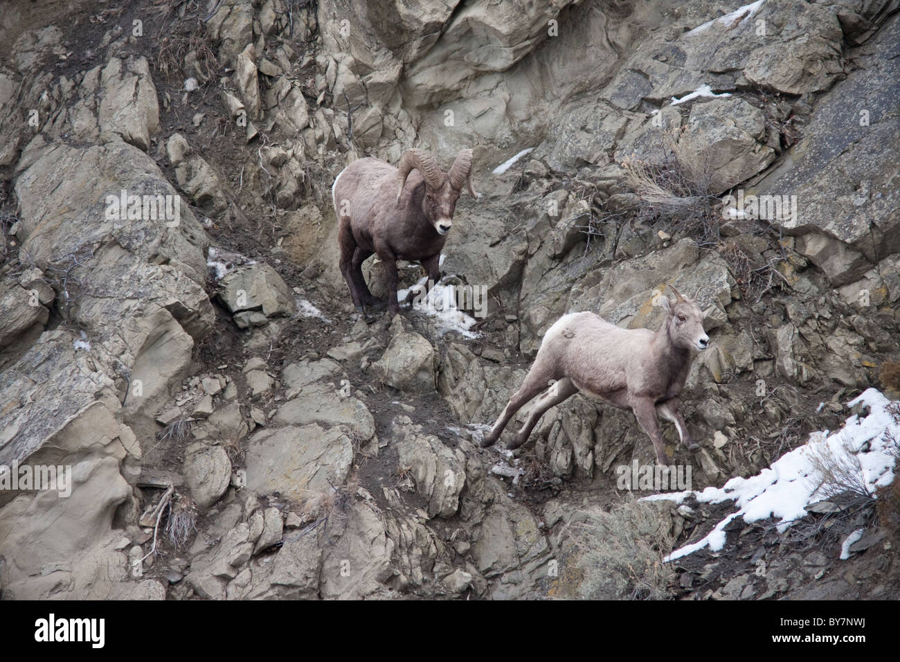 Bighorn Sheep during winter Stock Photo - Alamy
