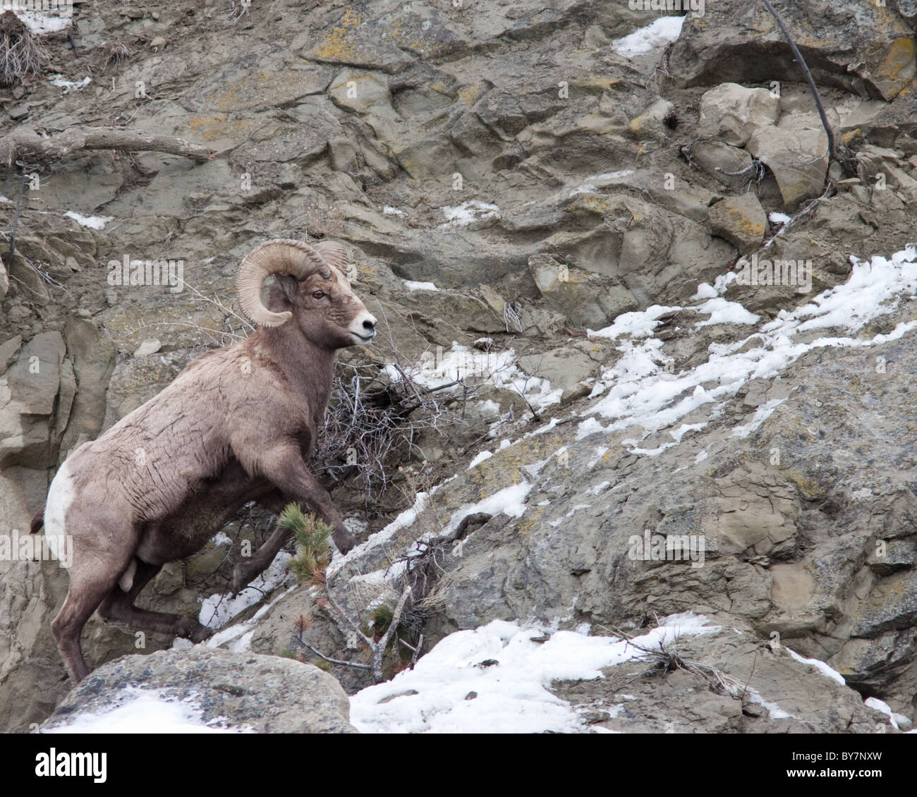 Bighorn Sheep during winter Stock Photo - Alamy
