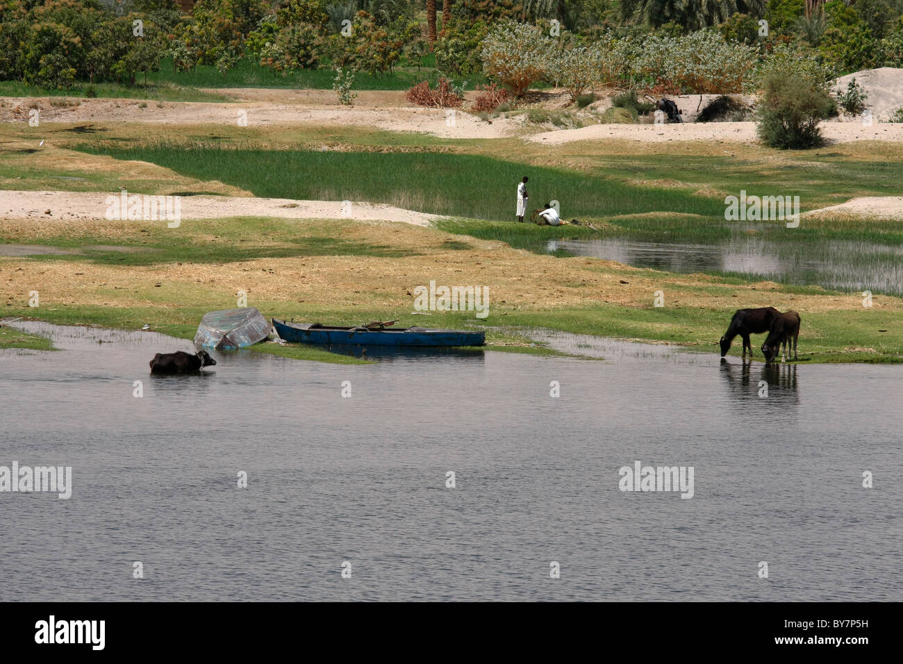 The bank of the River Nile in Egypt, showing the cultivation possible ...