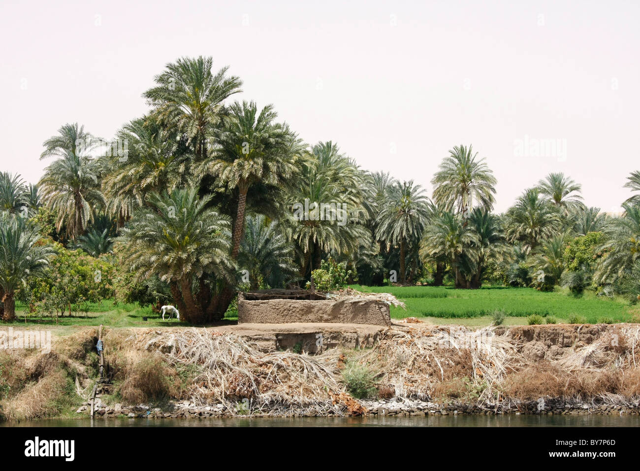 Egypt nile irrigation hi-res stock photography and images - Alamy
