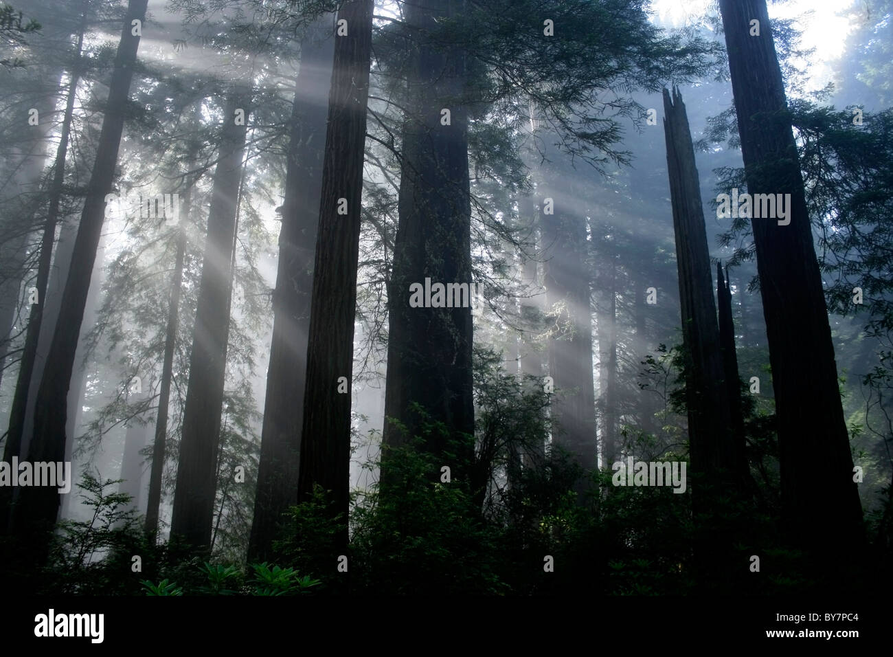Redwood light hi-res stock photography and images - Alamy