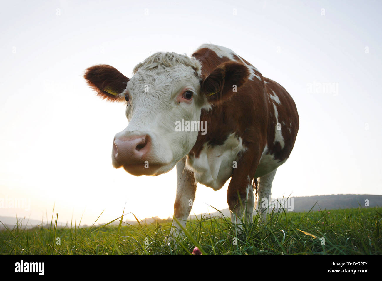 Kuh Kuehe Cow High Resolution Stock Photography and Images - Alamy