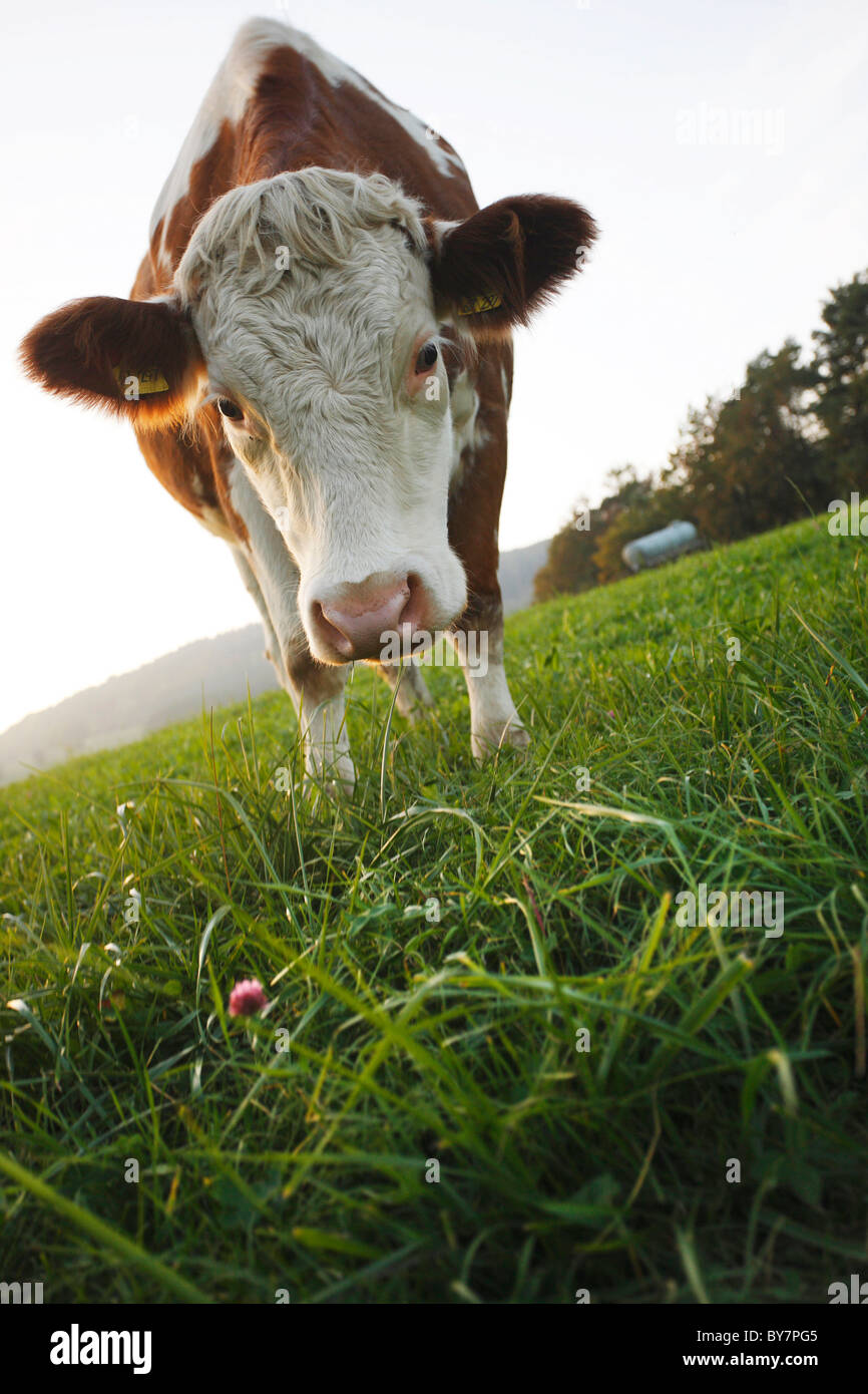 Kuh kuehe cow hi-res stock photography and images - Alamy
