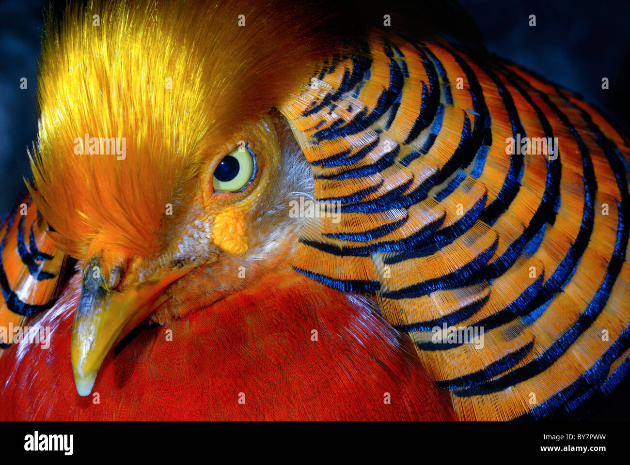 Chinese Golden Pheasant Closeup Stock Photo - Alamy