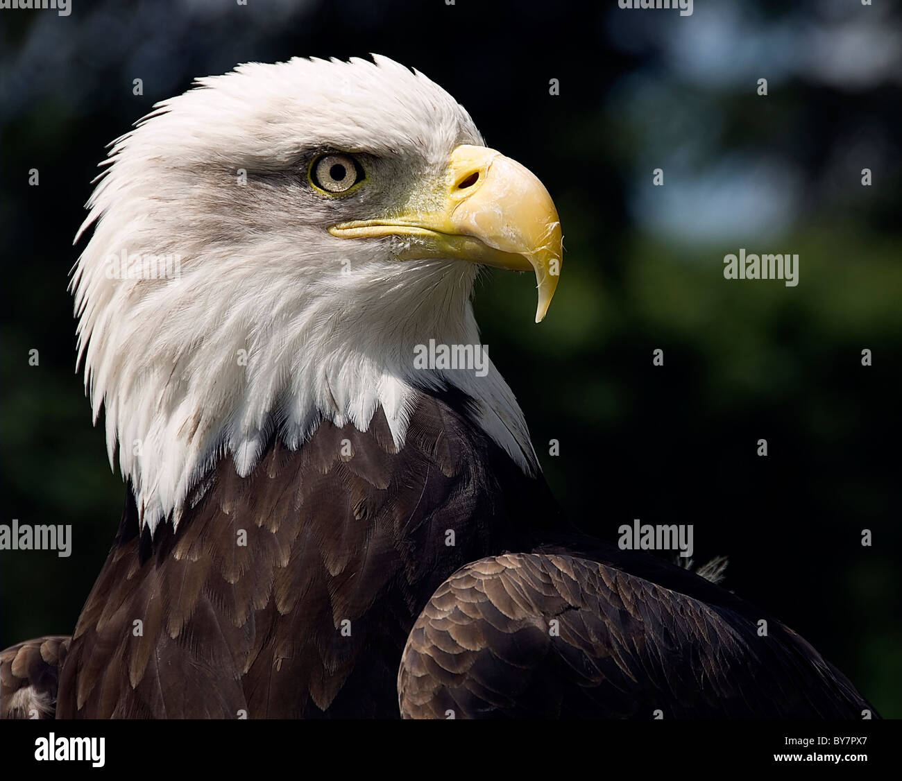 Afognak island hi-res stock photography and images - Alamy