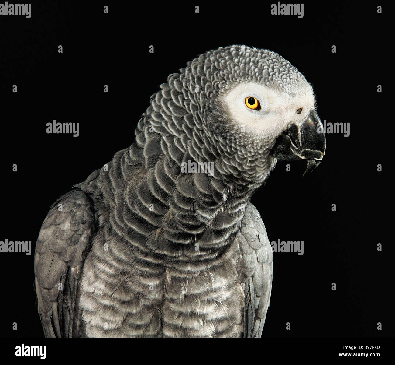 African grey parrot hi-res stock photography and images - Alamy