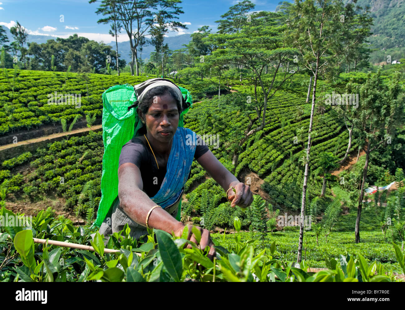 Pussellawa High Resolution Stock Photography and Images - Alamy