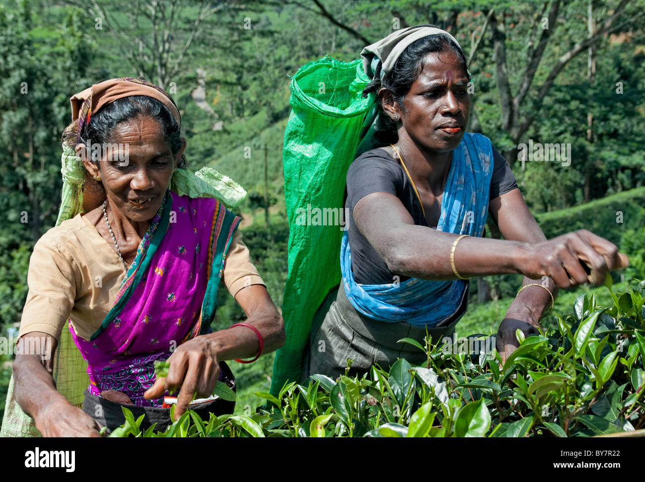 Pussellawa hi-res stock photography and images - Alamy