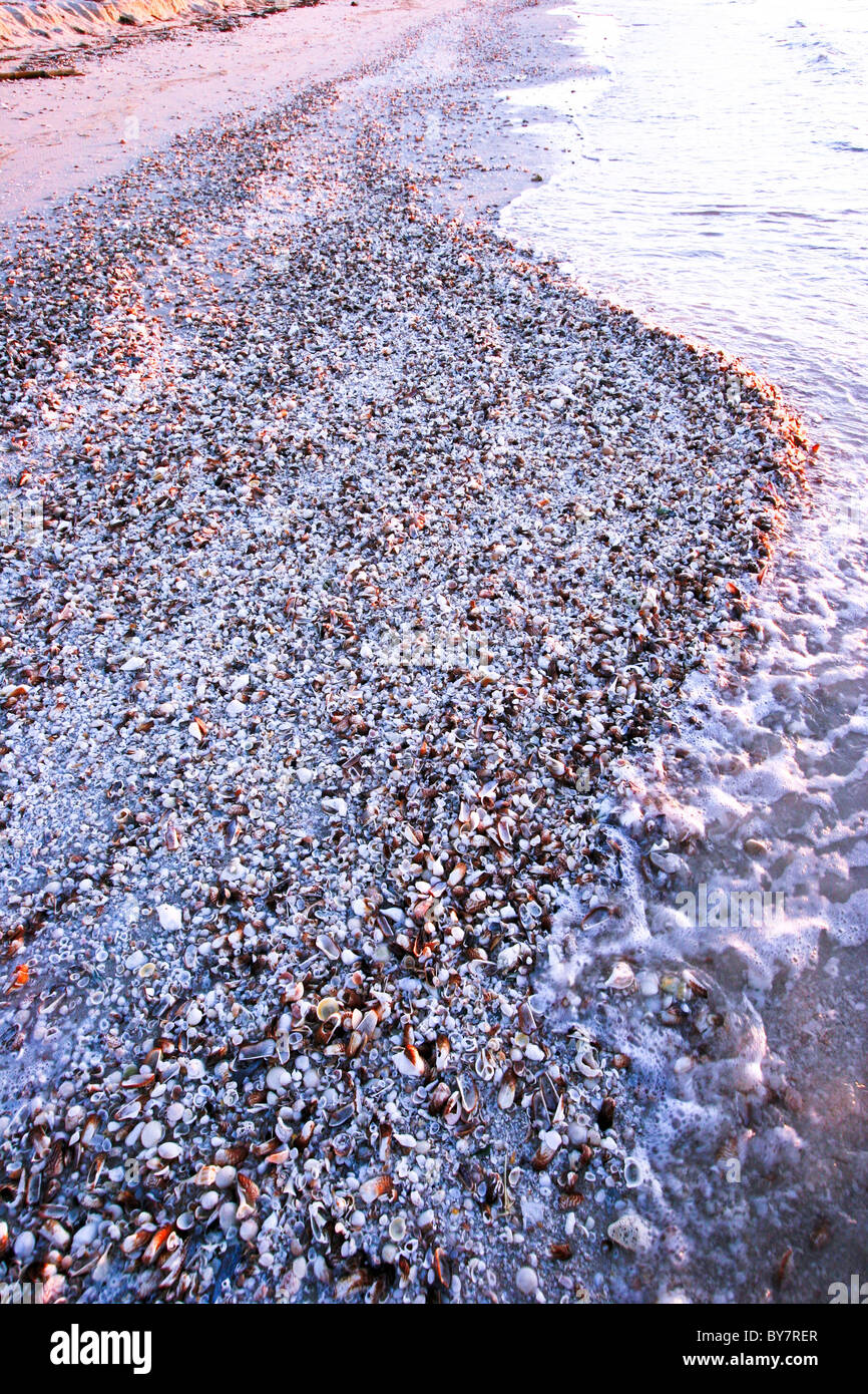 Sea Shells, Celestun, Yucatan Peninsula, Mexico, Central America Stock ...