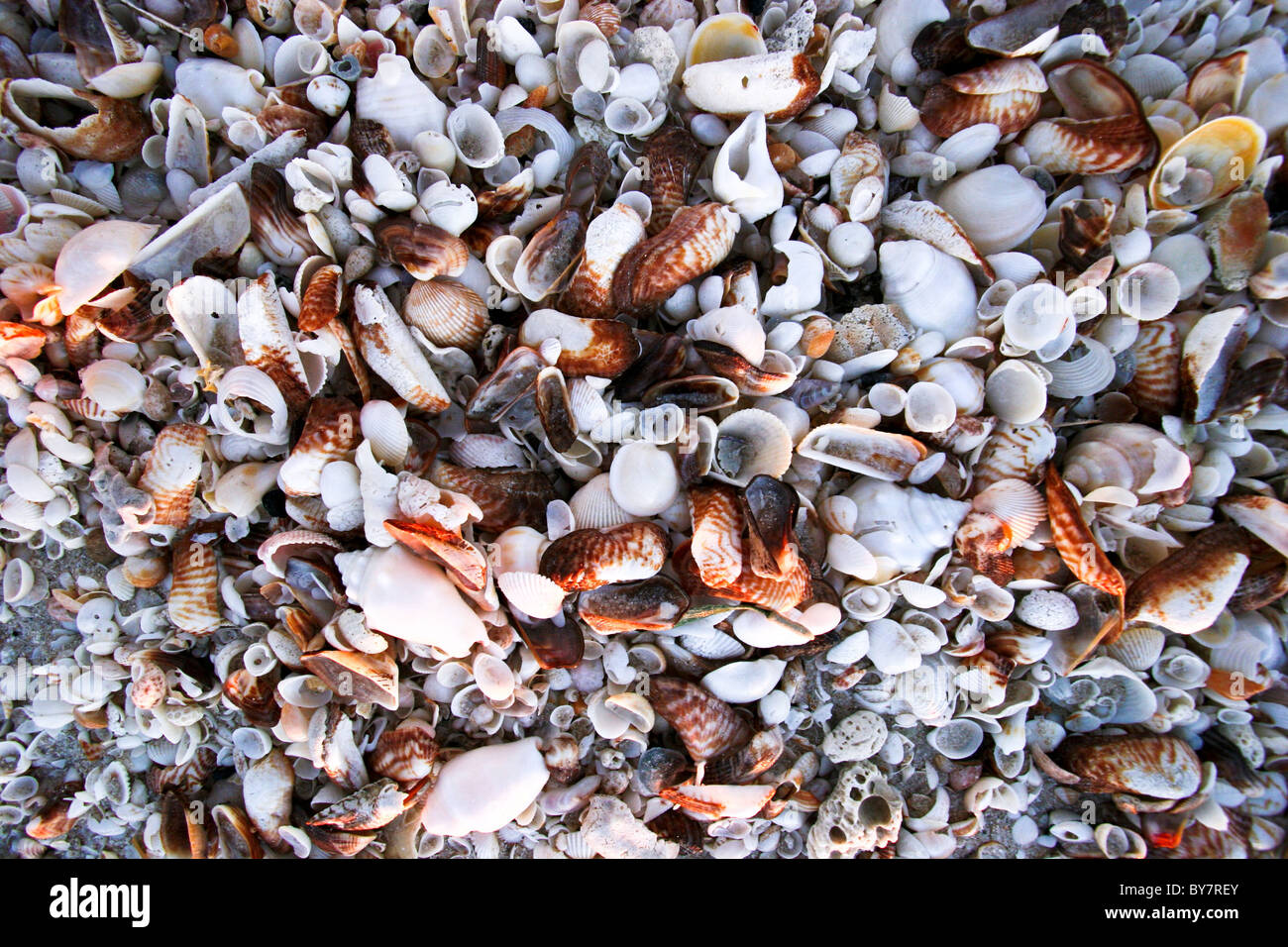 Sea Shells, Celestun, Yucatan Peninsula, Mexico, Central America Stock ...