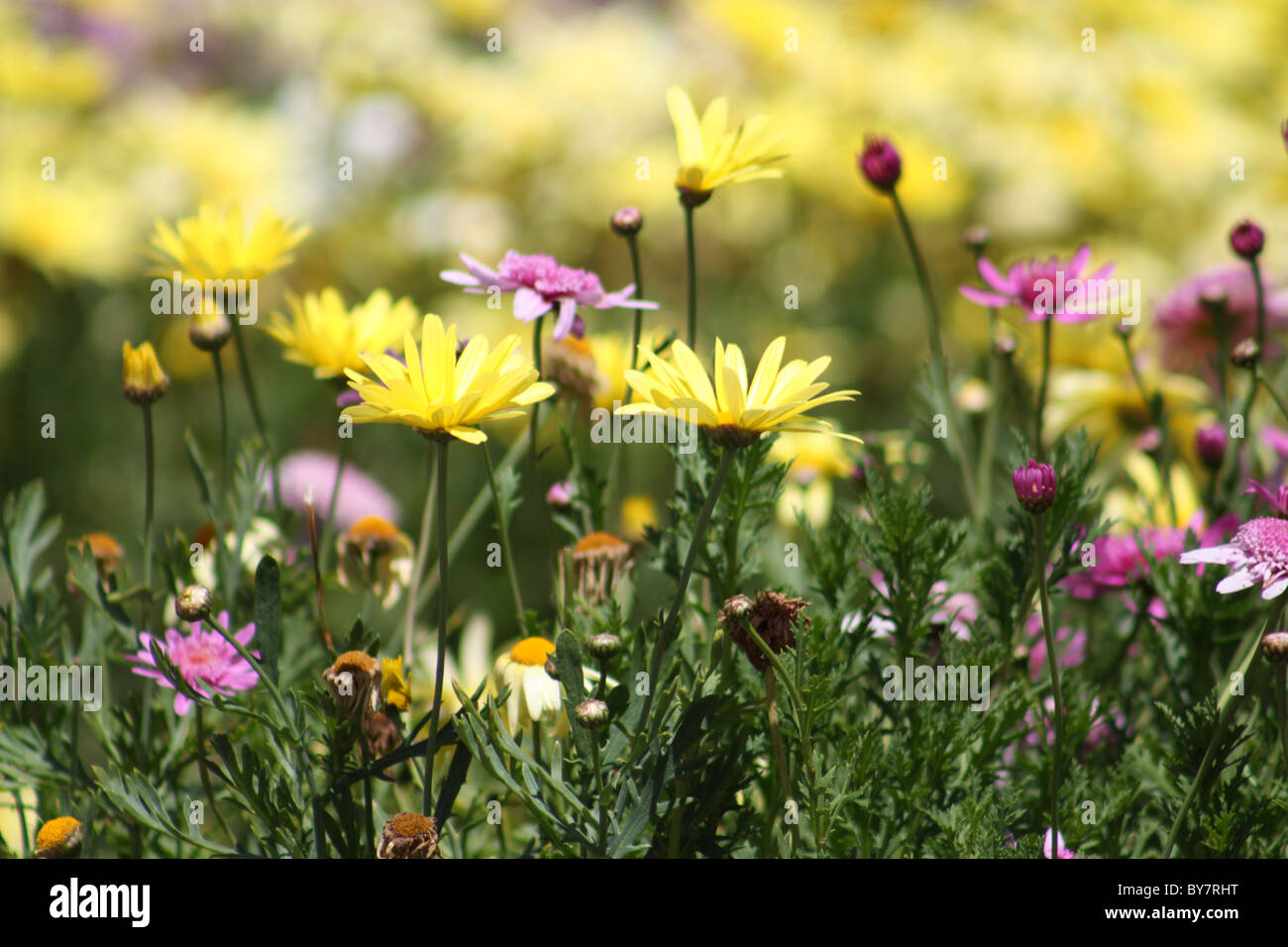 Cusco peru flowers hi-res stock photography and images - Alamy