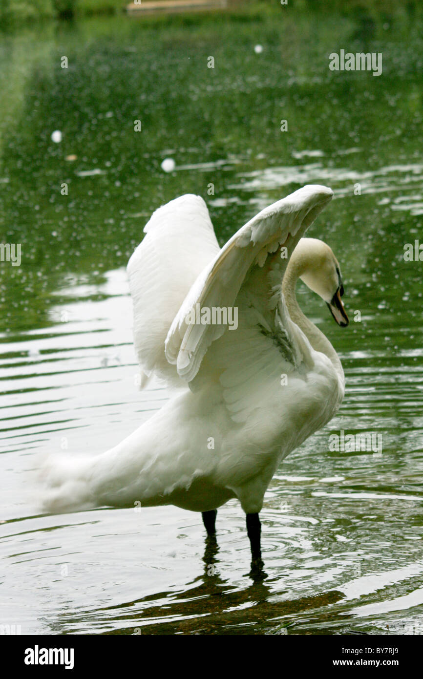 Milton country park hi-res stock photography and images - Alamy