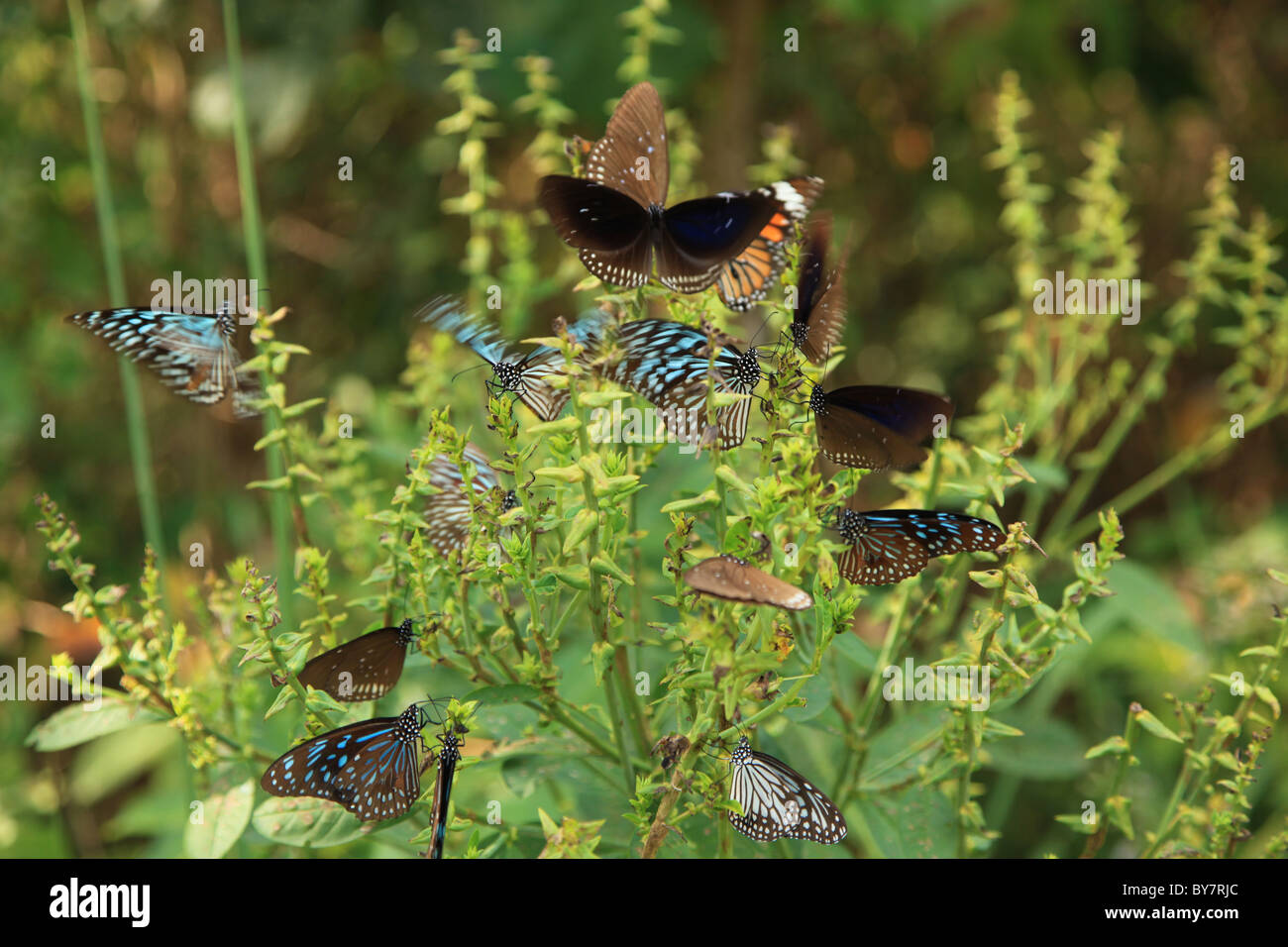 Island butterflies hi-res stock photography and images - Alamy