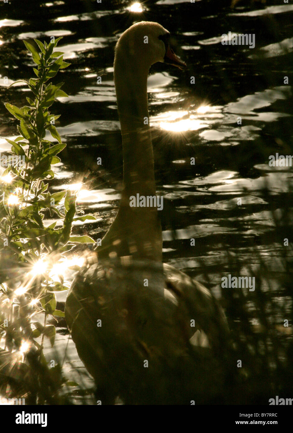 Milton country park hi-res stock photography and images - Alamy