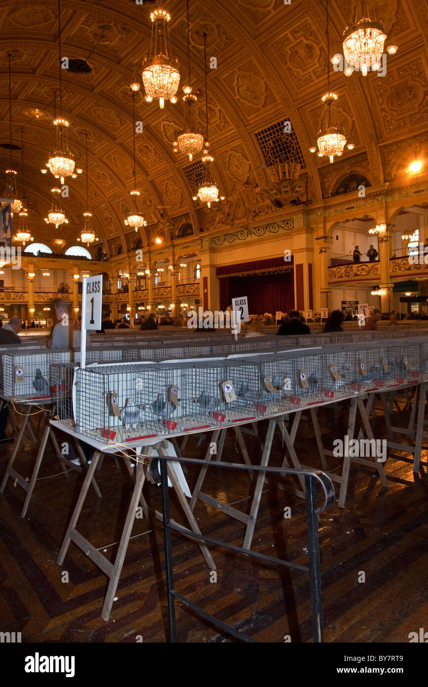 Champion Racing Pigeon High Resolution Stock Photography and Images - Alamy
