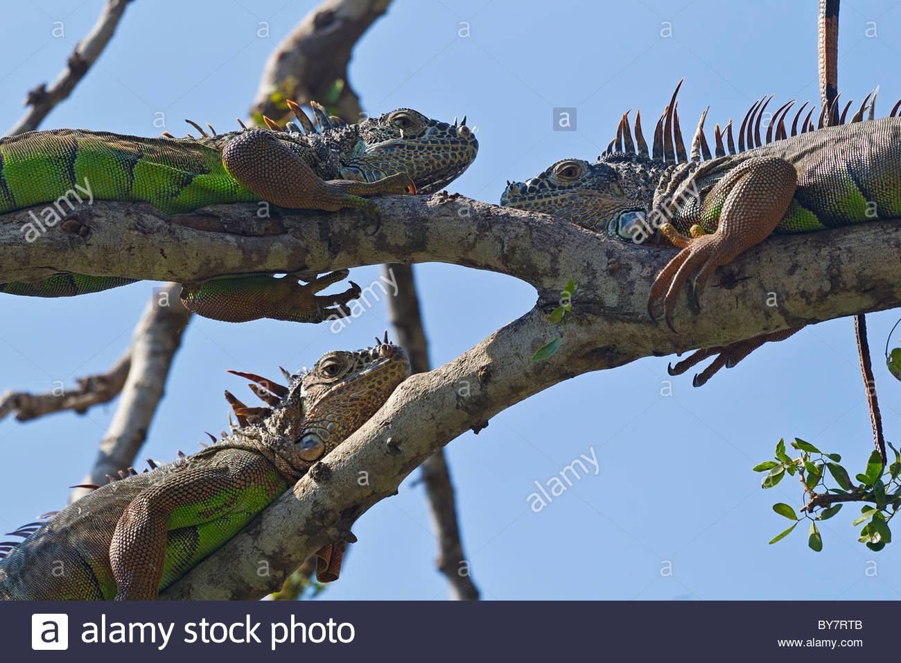 Three Iguanas High Resolution Stock Photography and Images - Alamy
