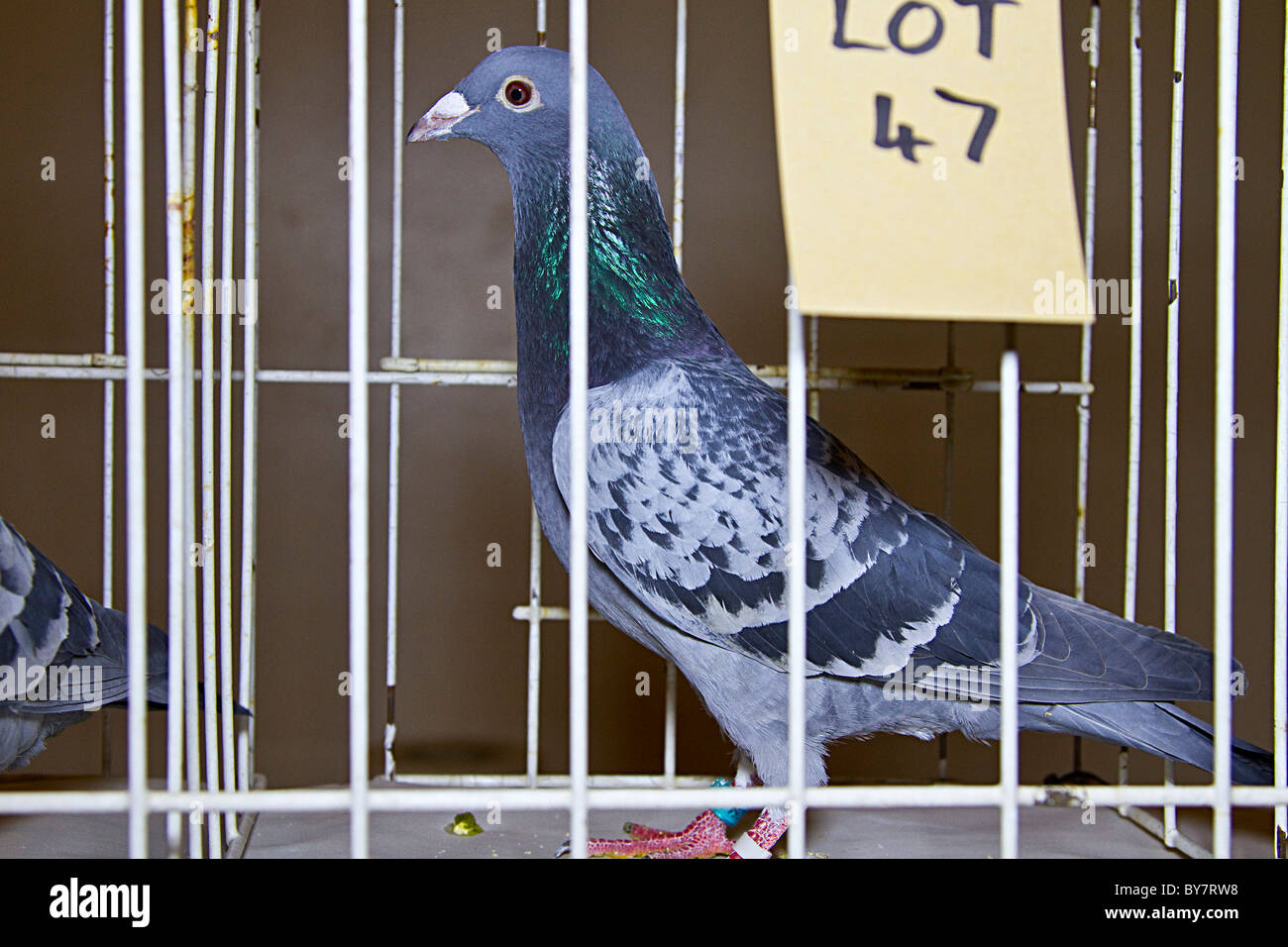 British Racing Pigeons at British Homing World Show of the Year at ...