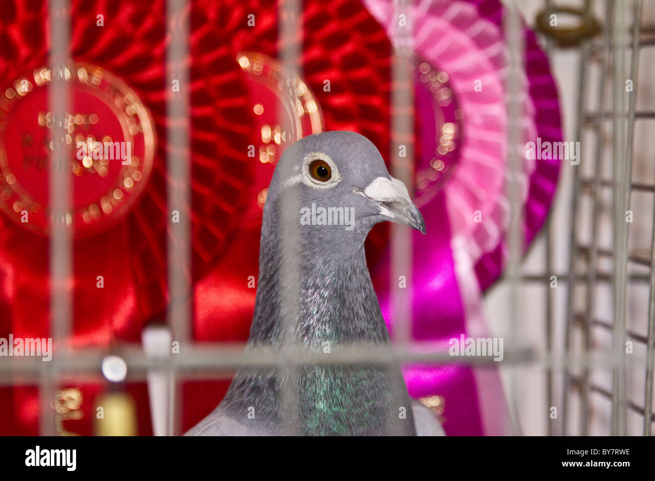 British Racing Pigeons, animal, award, rosette, ribbon, competition ...