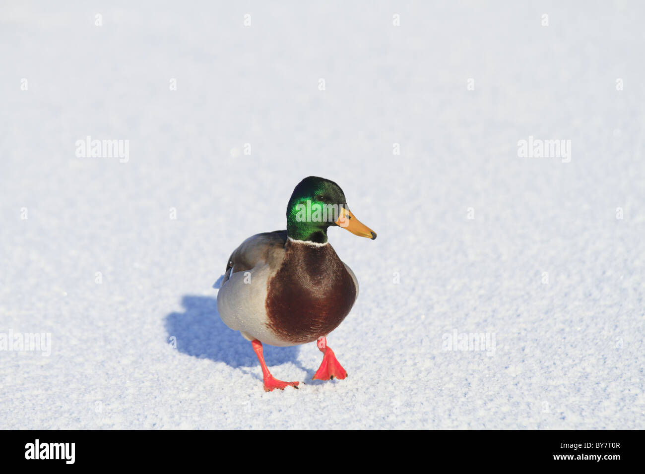 An adult male Mallard Duck (Latin: Anas platyrhynchos) on a frozen lake ...