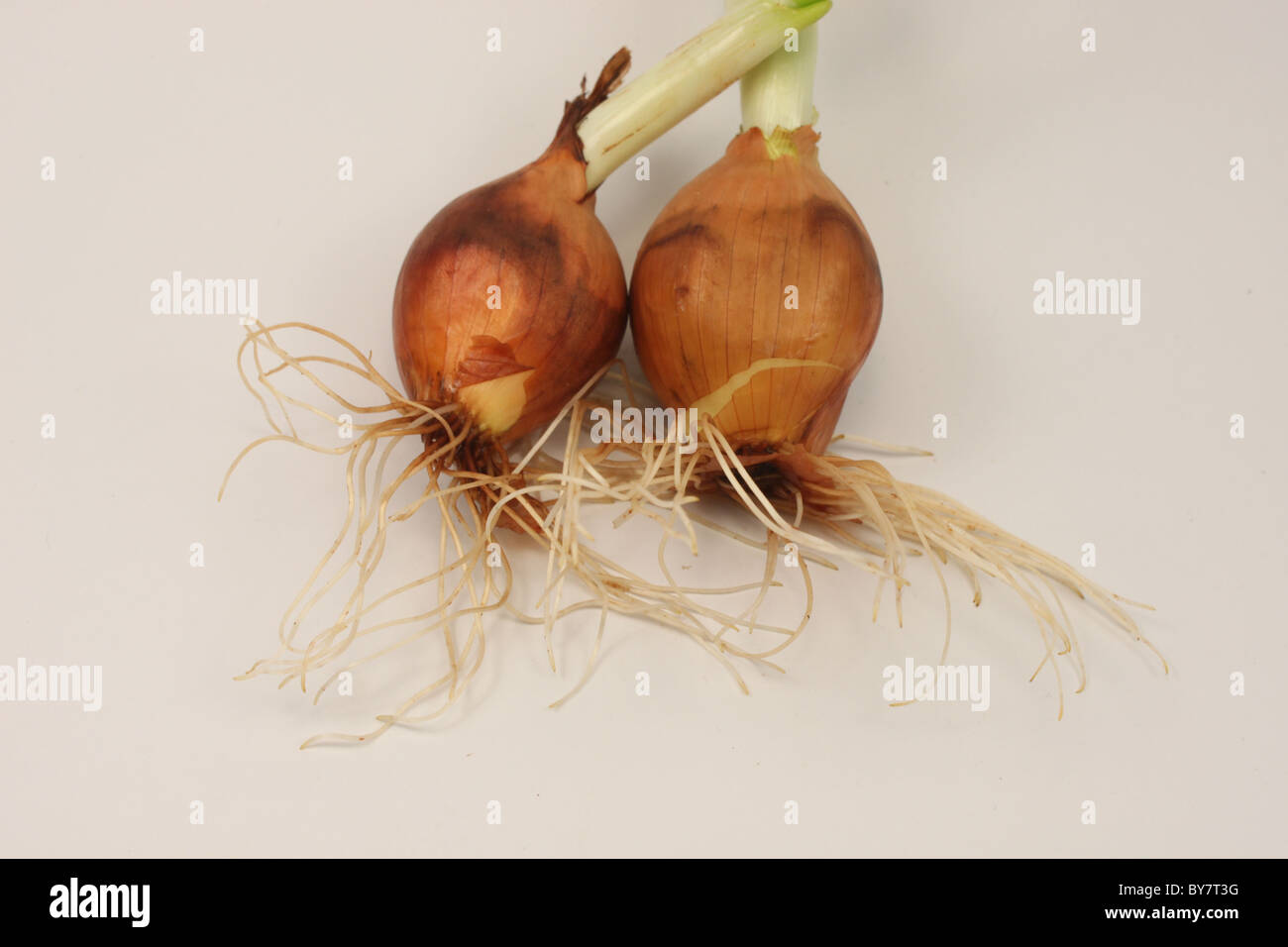 Onion plant roots hi-res stock photography and images - Alamy