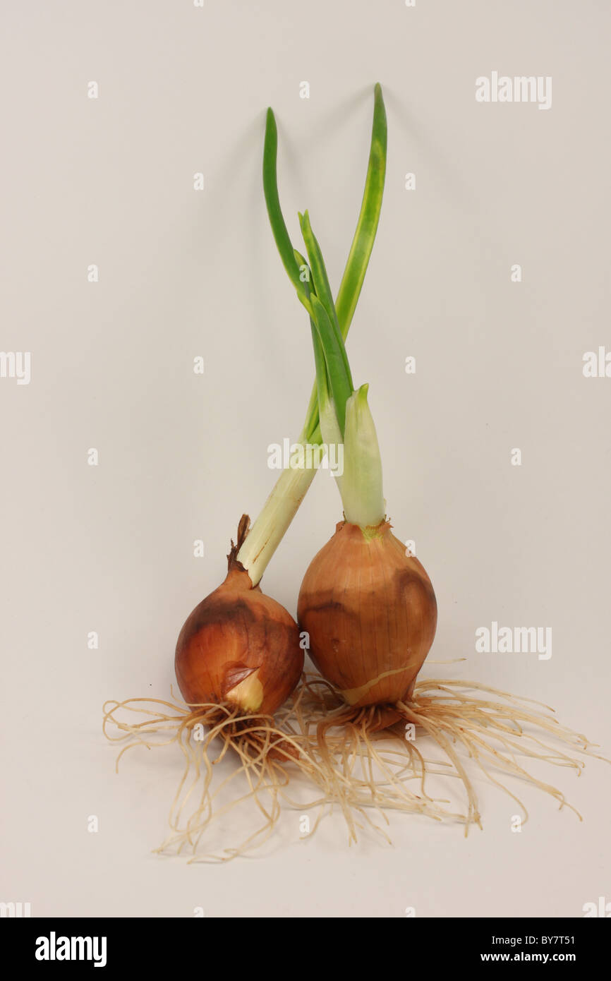 photo onion on white background close up Stock Photo - Alamy