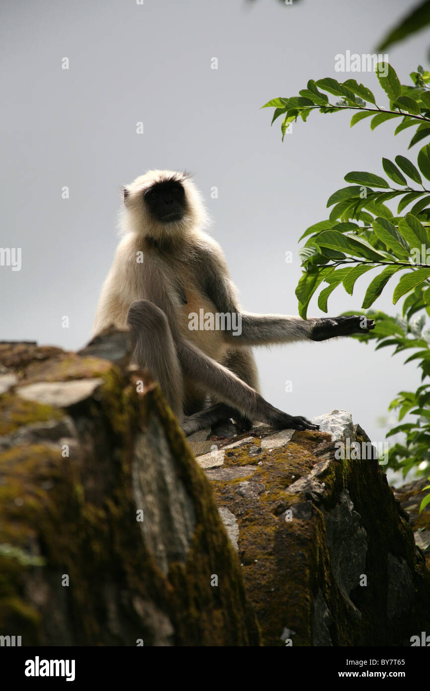 Black-footed Gray Langur (Semnopithecus hypoleucos) sat on the ramparts ...