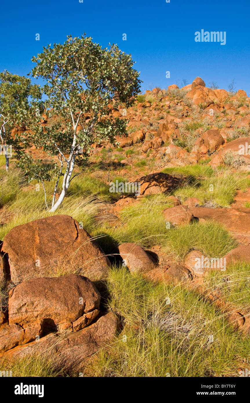 landscape in the australian outback, northern territory Stock Photo - Alamy