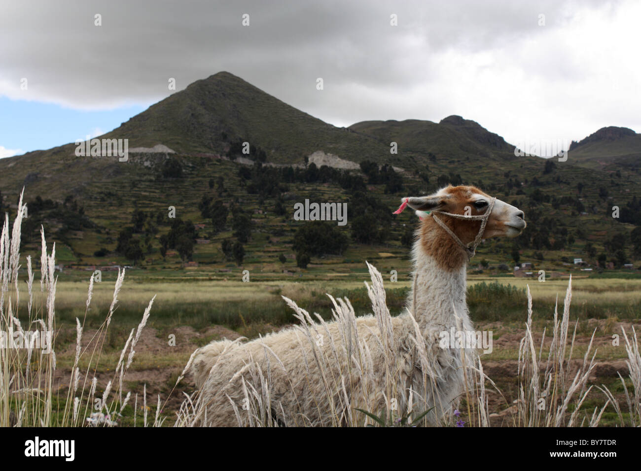 Llama near Copacabana Stock Photo - Alamy