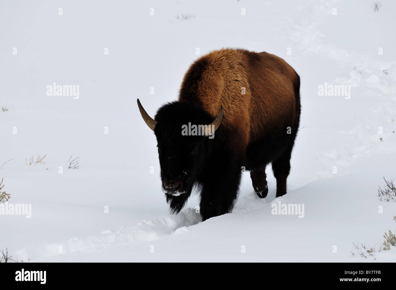 Walking through deep snow hi-res stock photography and images - Alamy