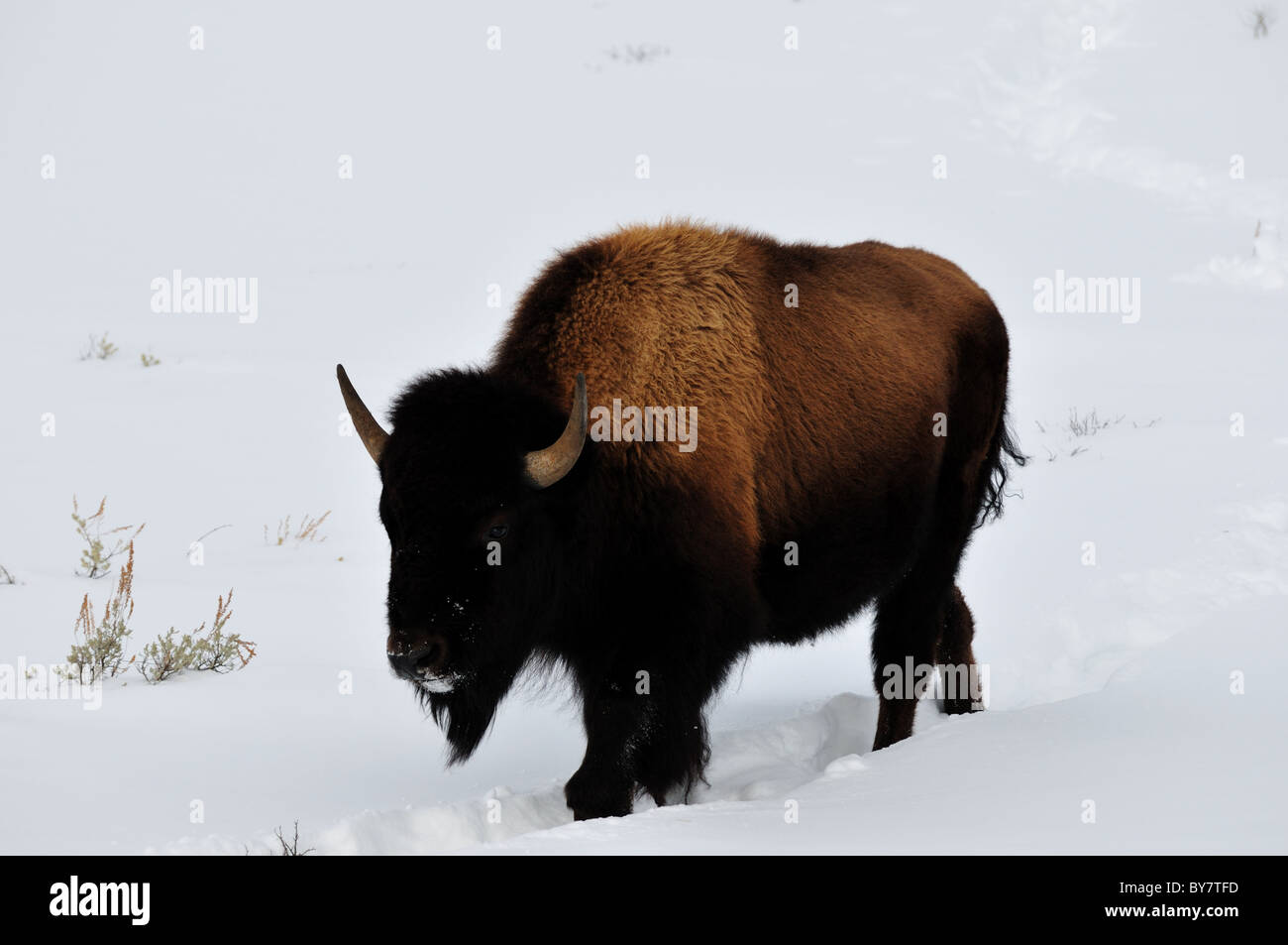 A bison walking through deep snow. Yellowstone National Park, Wyoming ...