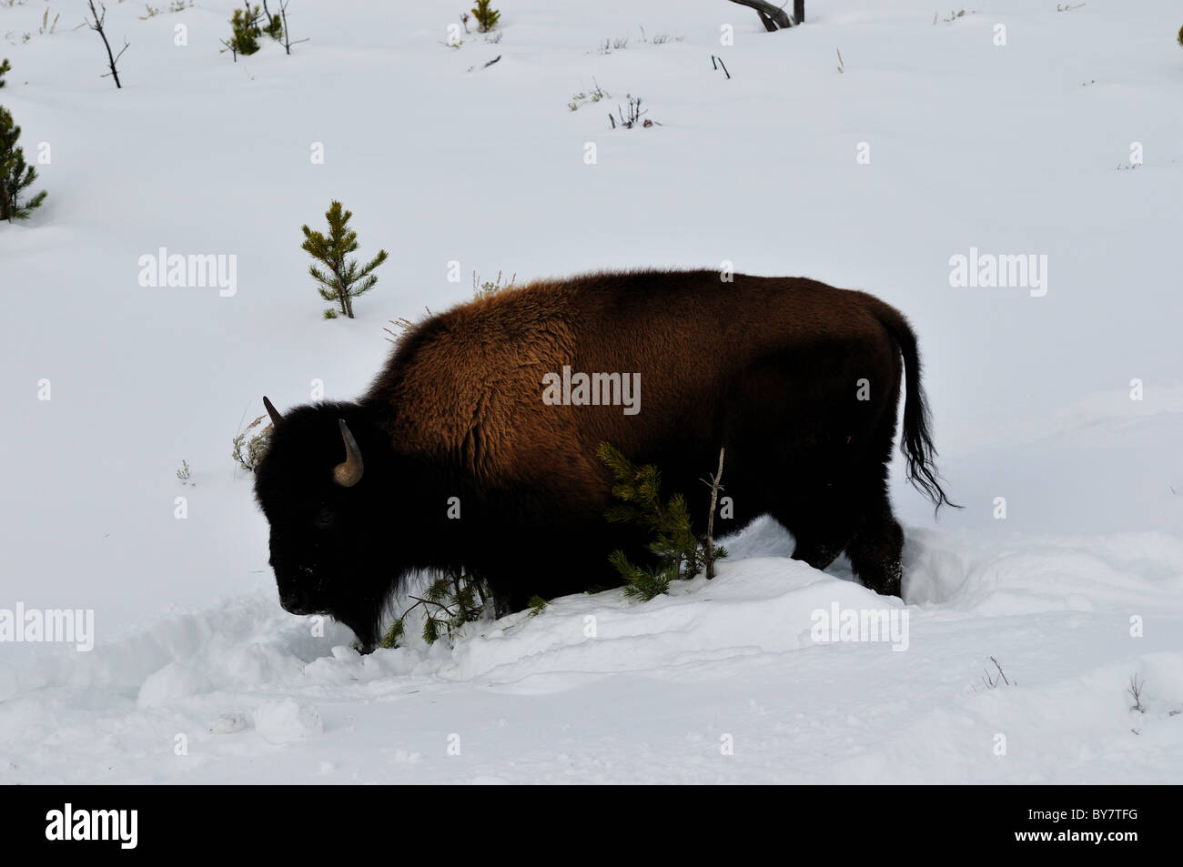 A bison walking through deep snow. Yellowstone National Park, Wyoming ...