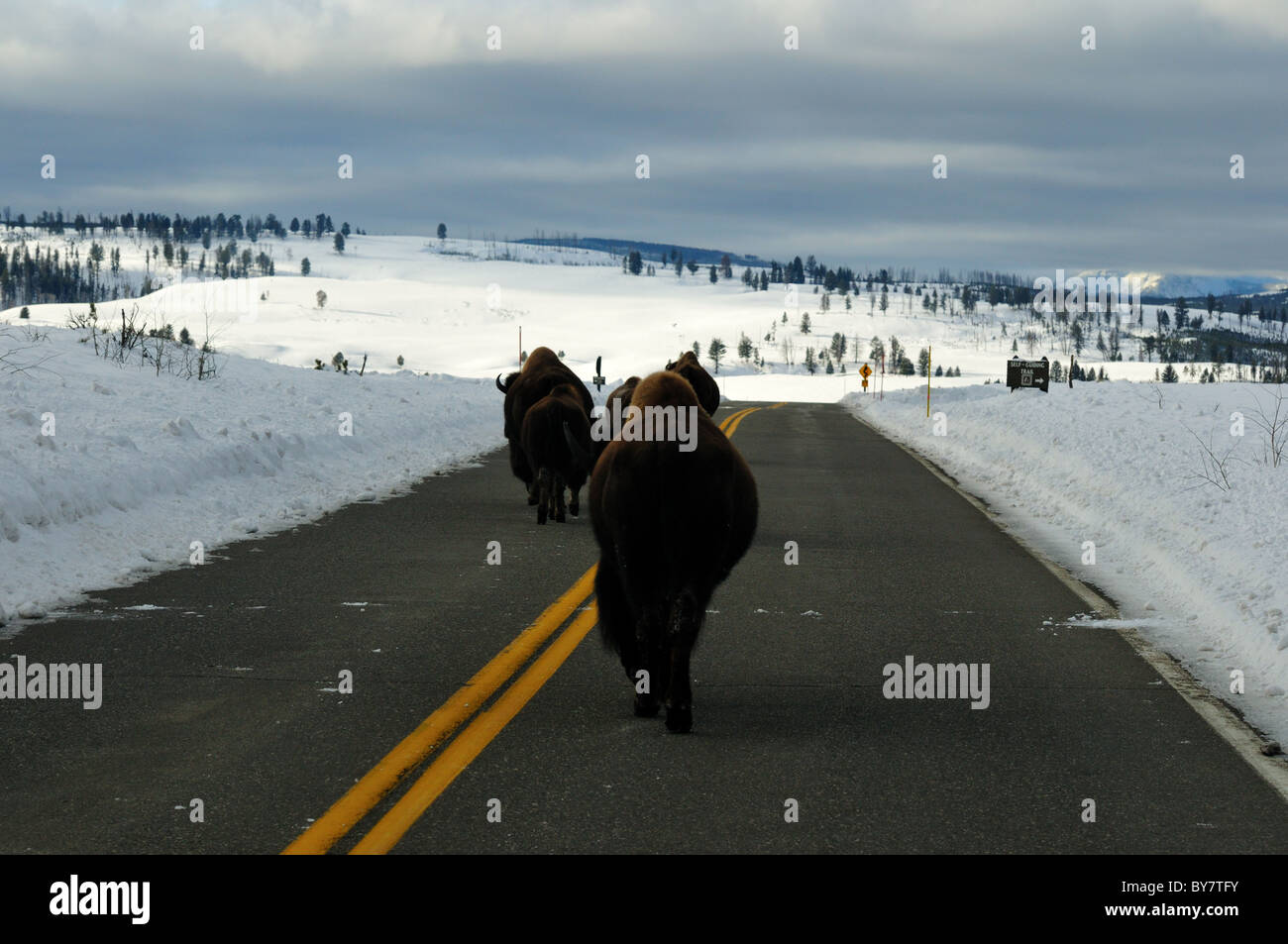 Bison bison herd walking hi-res stock photography and images - Alamy