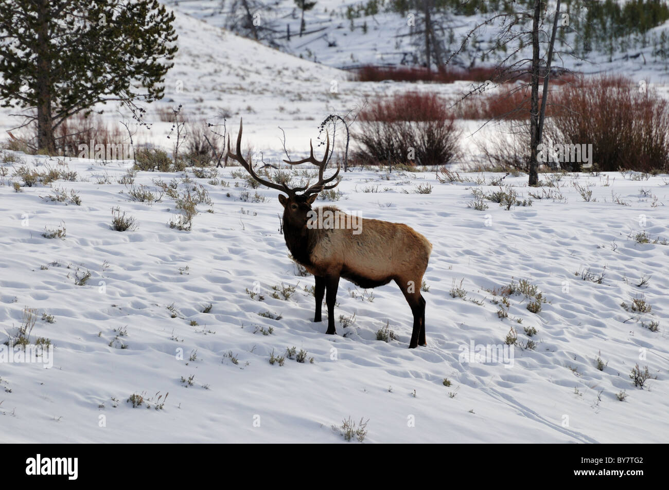Bull elk in snow hi-res stock photography and images - Alamy