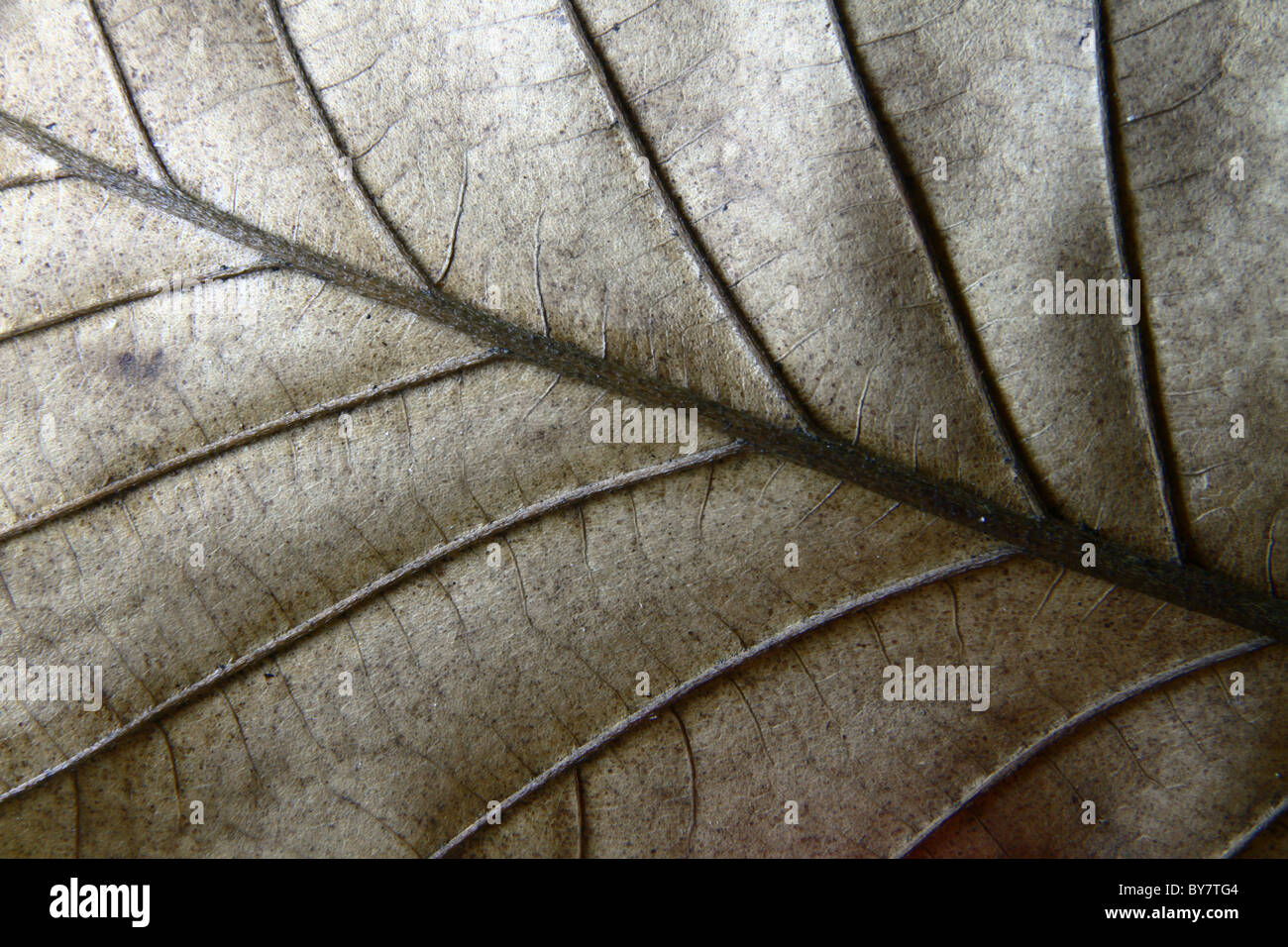 Wallpaper banana leaves stock hi-res stock photography and images - Alamy
