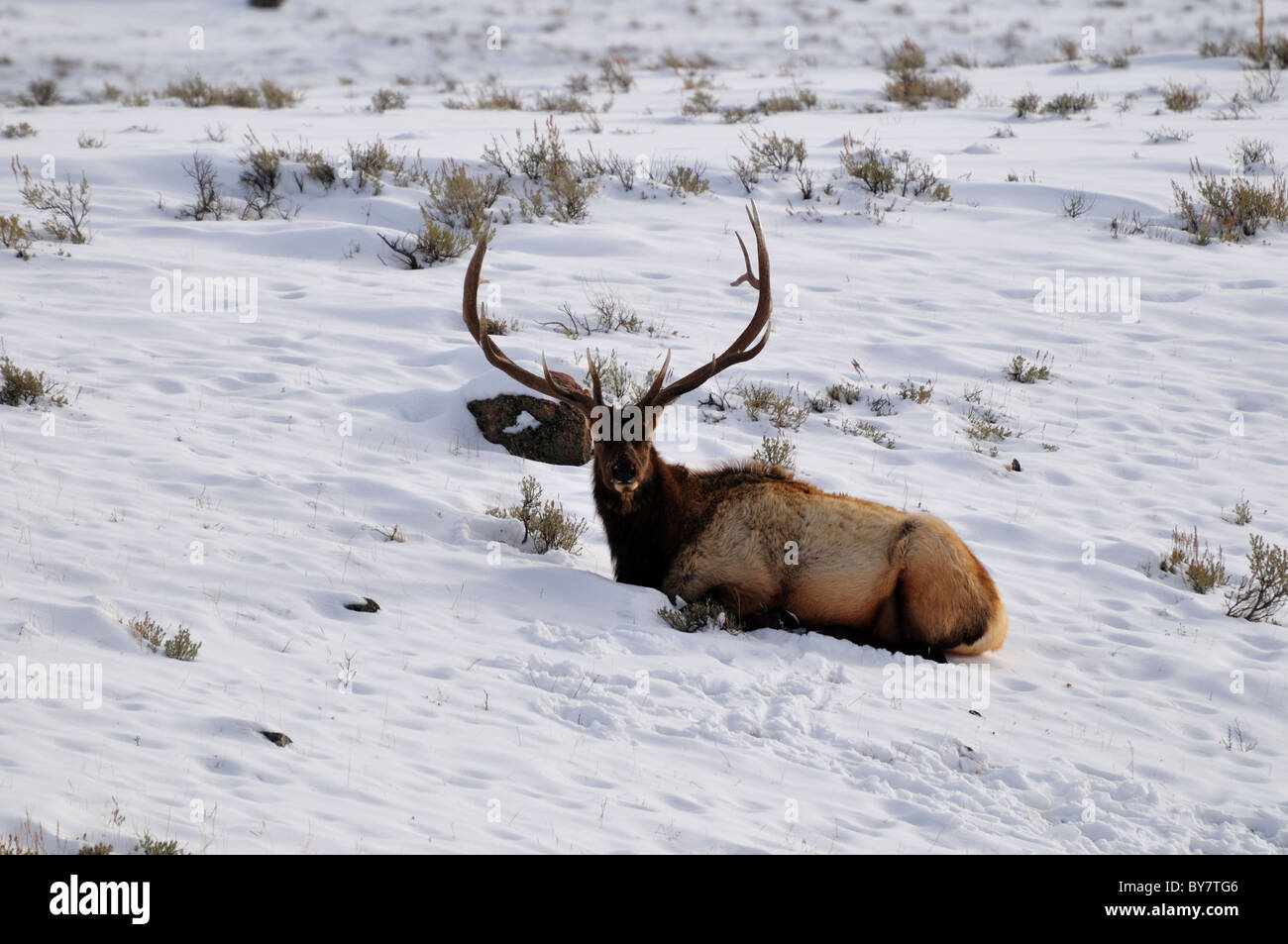 Mature bull elk hi-res stock photography and images - Alamy