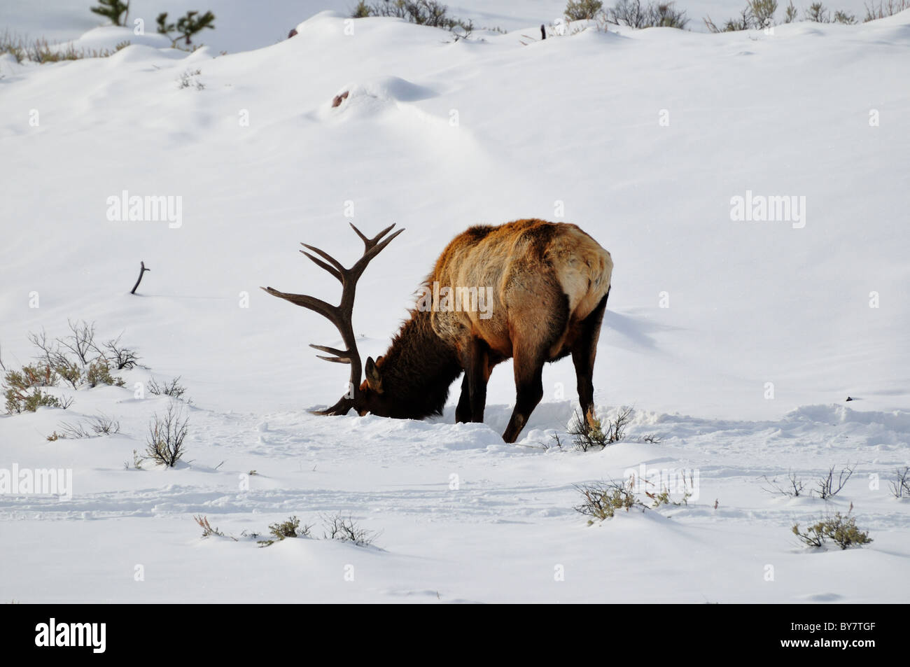 Bull elk in snow hi-res stock photography and images - Alamy