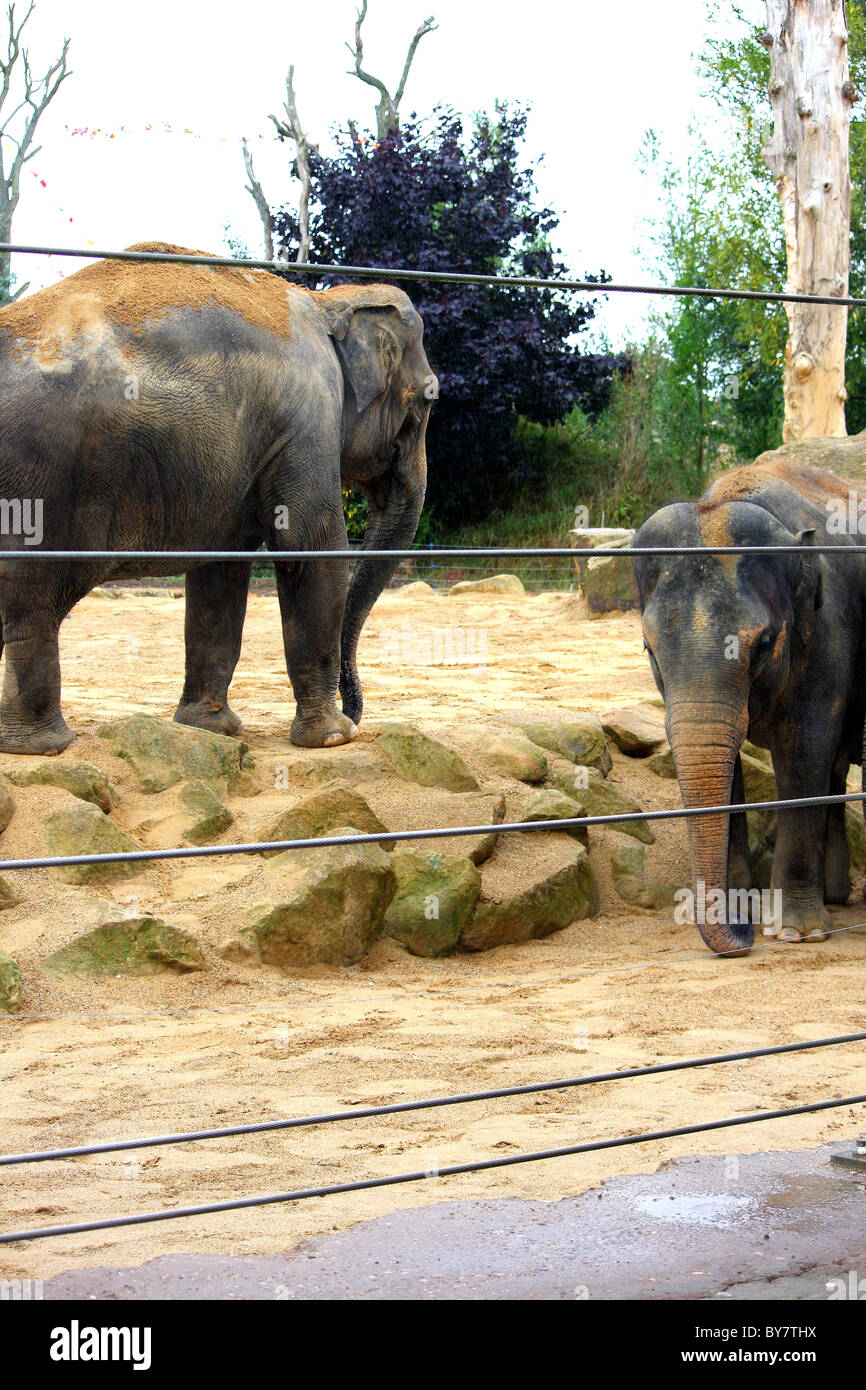 Two elephants at the zoo Stock Photo - Alamy