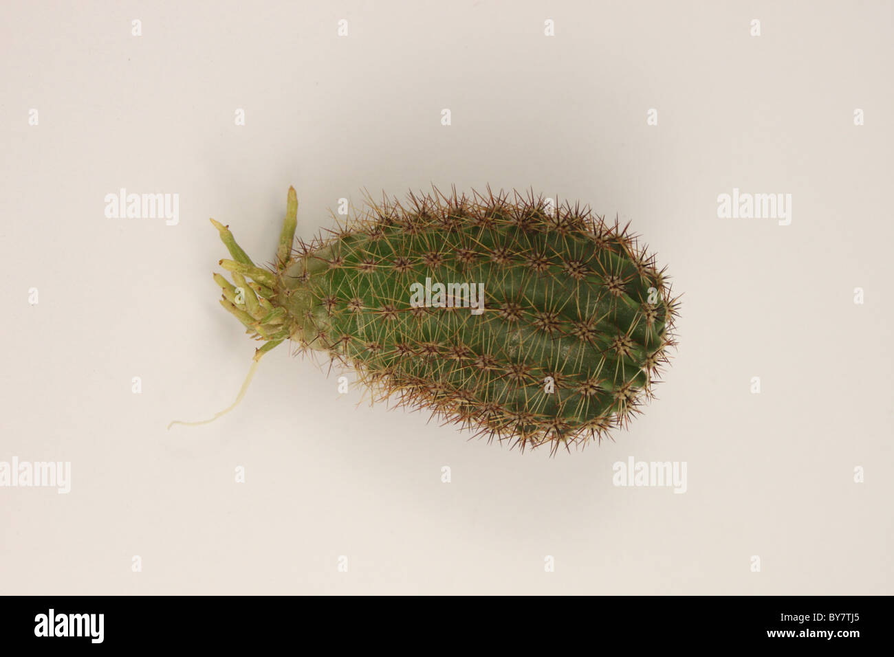 Cactus with roots hi-res stock photography and images - Alamy