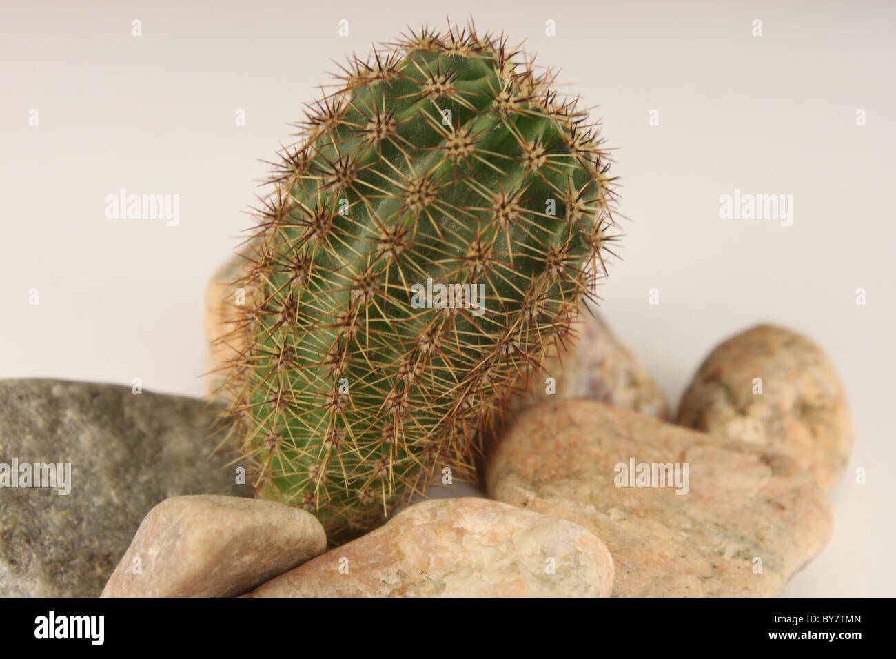 Cactus with roots hi-res stock photography and images - Alamy
