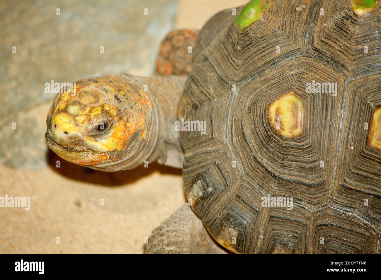 An tortoise animal from a zoo in England, UK Stock Photo - Alamy
