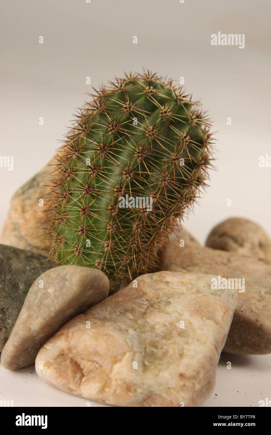 Cactus with roots hi-res stock photography and images - Alamy